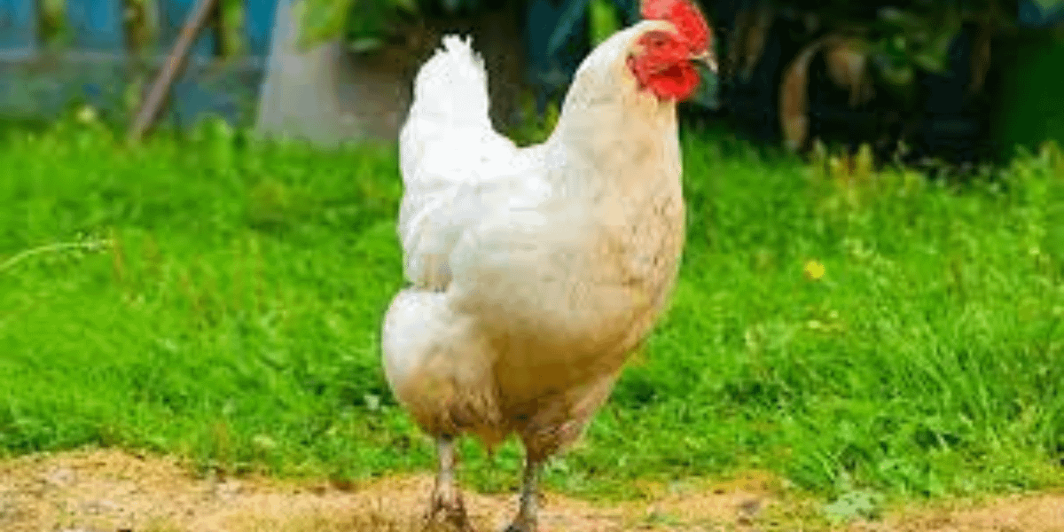 Cluck-Tastic Collection: 1263+ Chicken Names Revealed! - The Name Nook