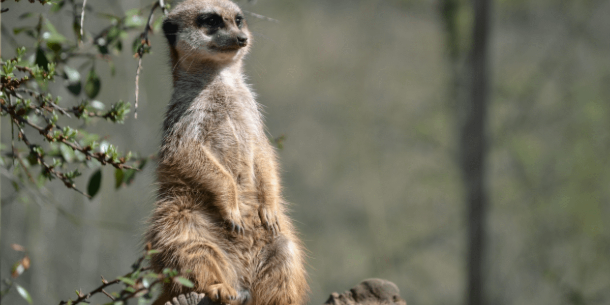 Discover 333+ Adorable and Unique Meerkat Names Today! - The Name Nook