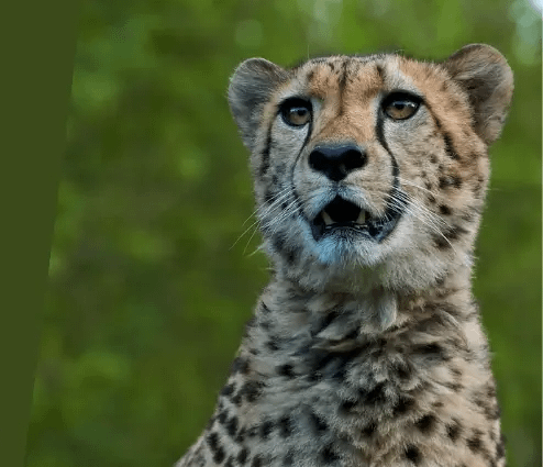 Speed into Wonder: Discover Captivating Cheetah Names! - The Name Nook