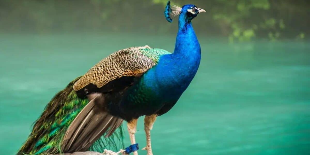 590+ Vibrant Plumage: (Explore) Unique Peacock Names Here! - The Name Nook